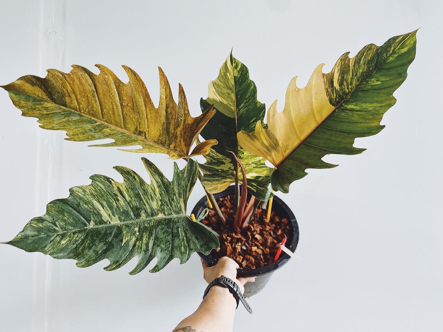 Philodendron Caramel Marble | PLNT